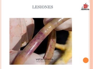 Enteritis ulcerativa | PPT