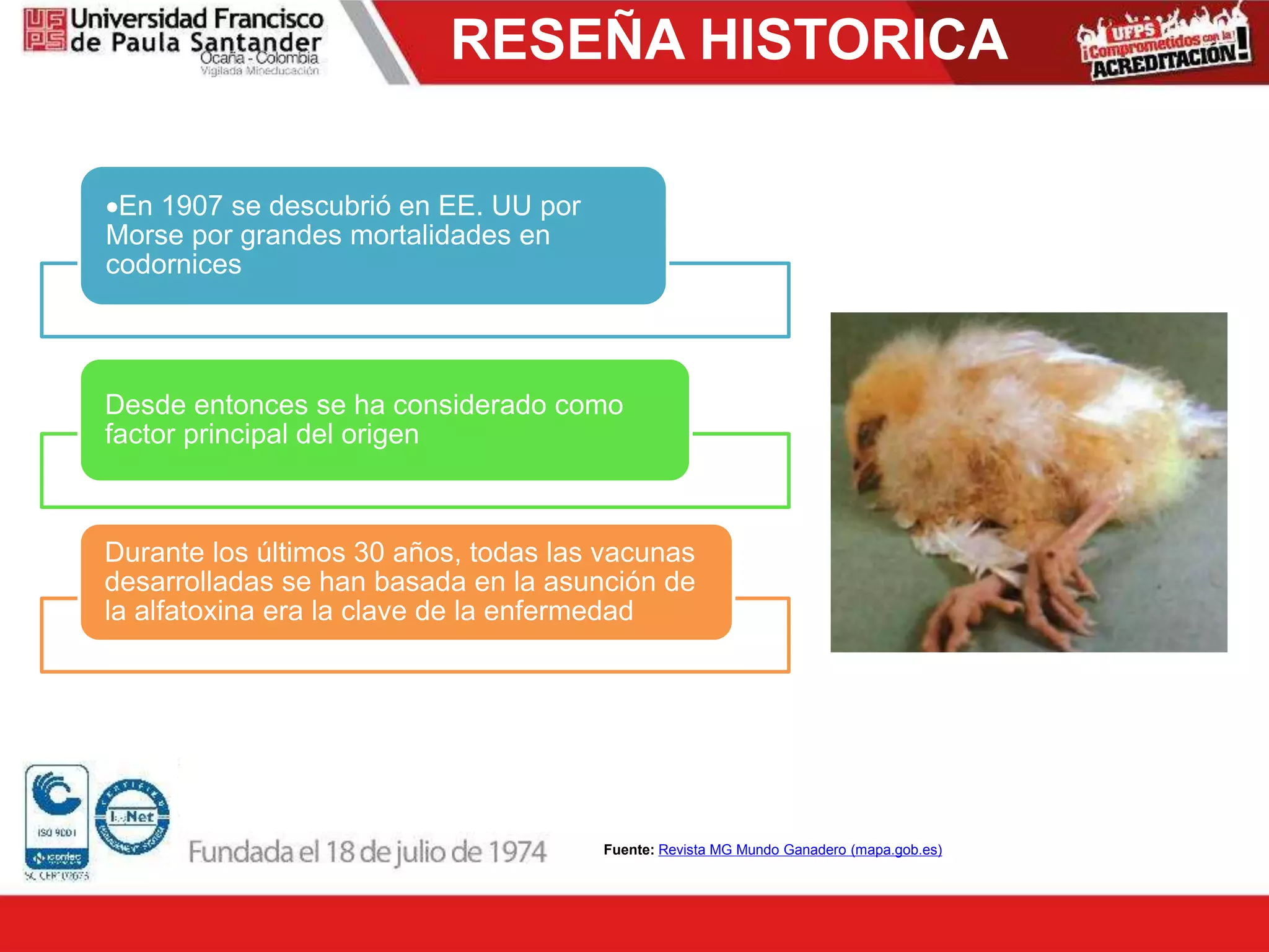 Enteritis ulcerativa | PPT