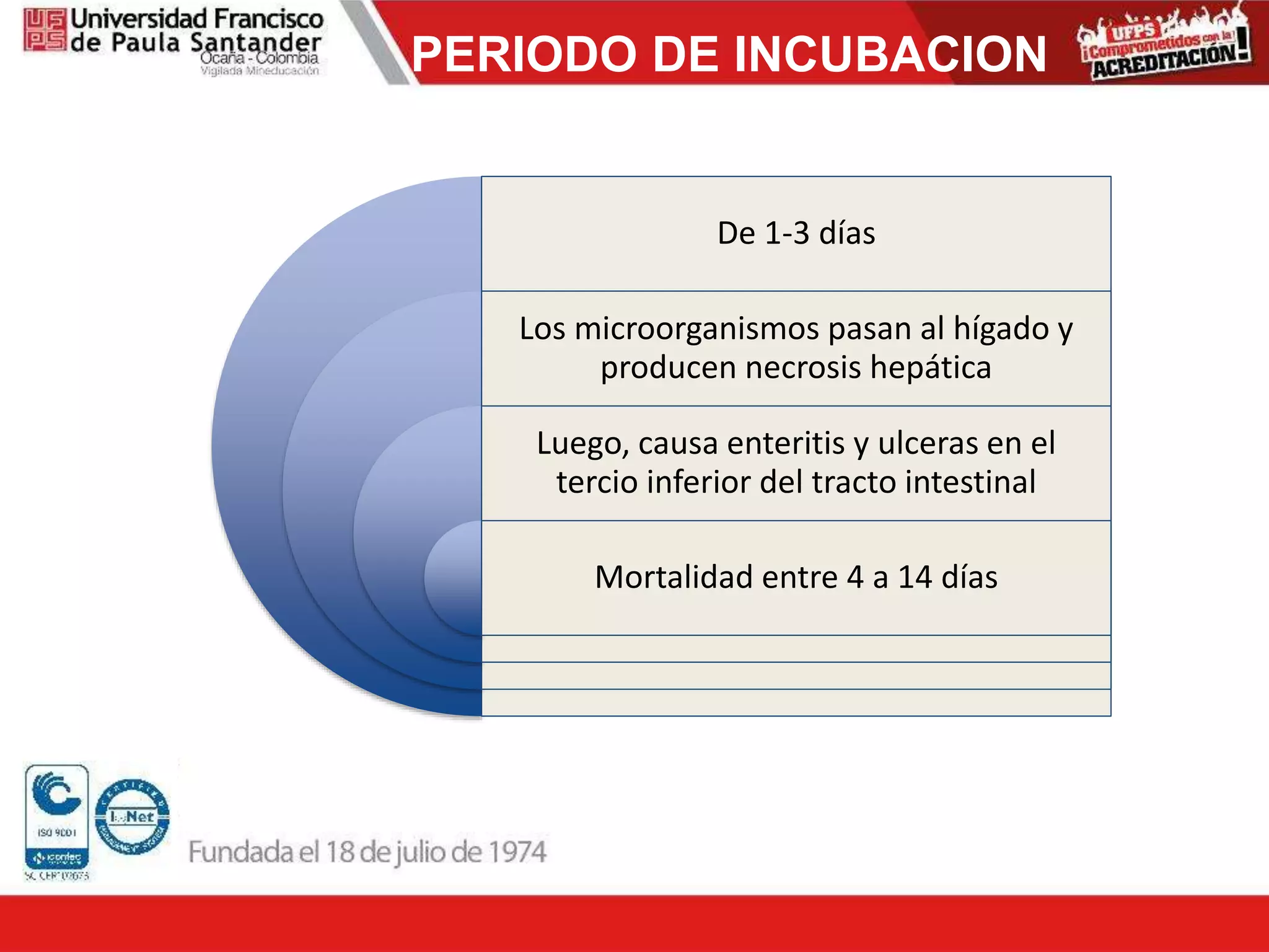 Enteritis ulcerativa | PPT