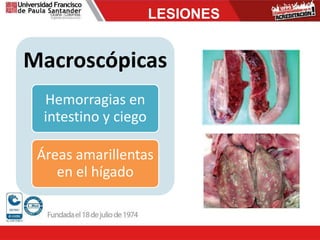 Enteritis ulcerativa | PPTX