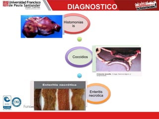 Enteritis ulcerativa | PPTX