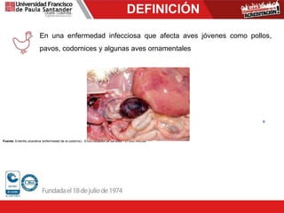 Enteritis ulcerativa | PPTX