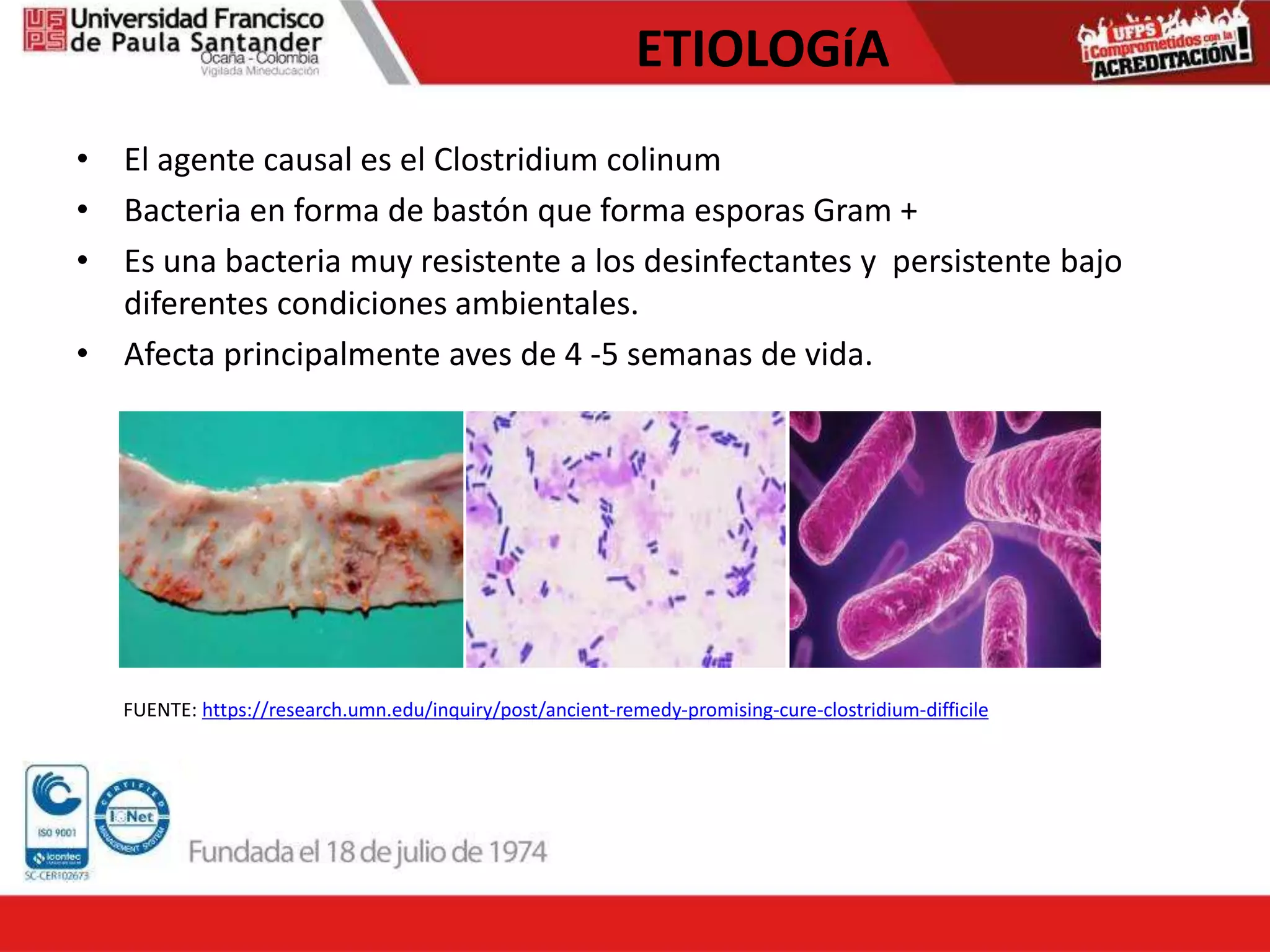Enteritis ulcerativaa (1) | PPTX