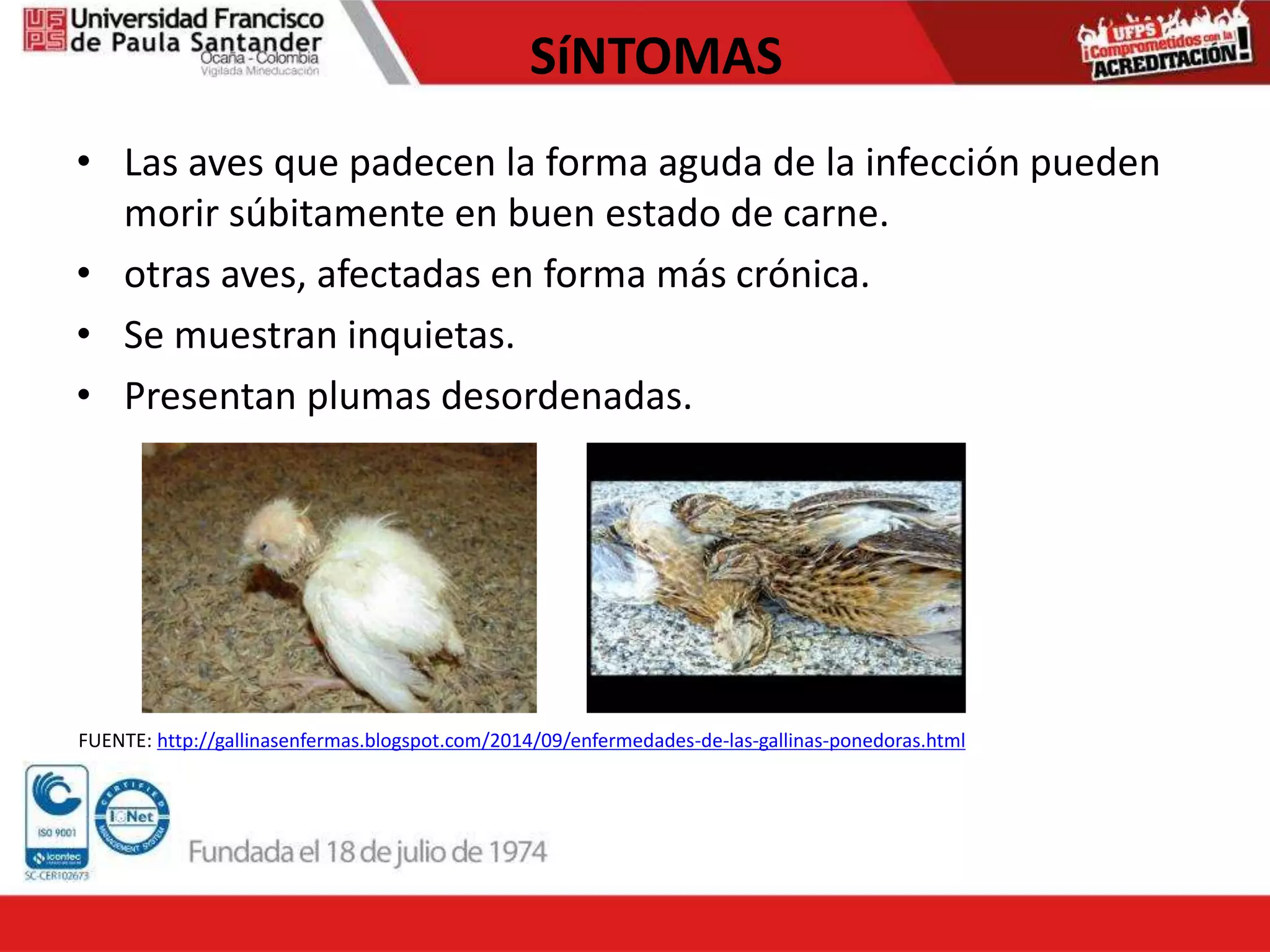 Enteritis ulcerativaa (1) | PPTX