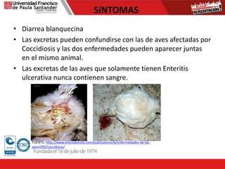 Enteritis ulcerativaa (1) | PPTX