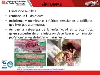 Enteritis ulcerativaa (1) | PPTX