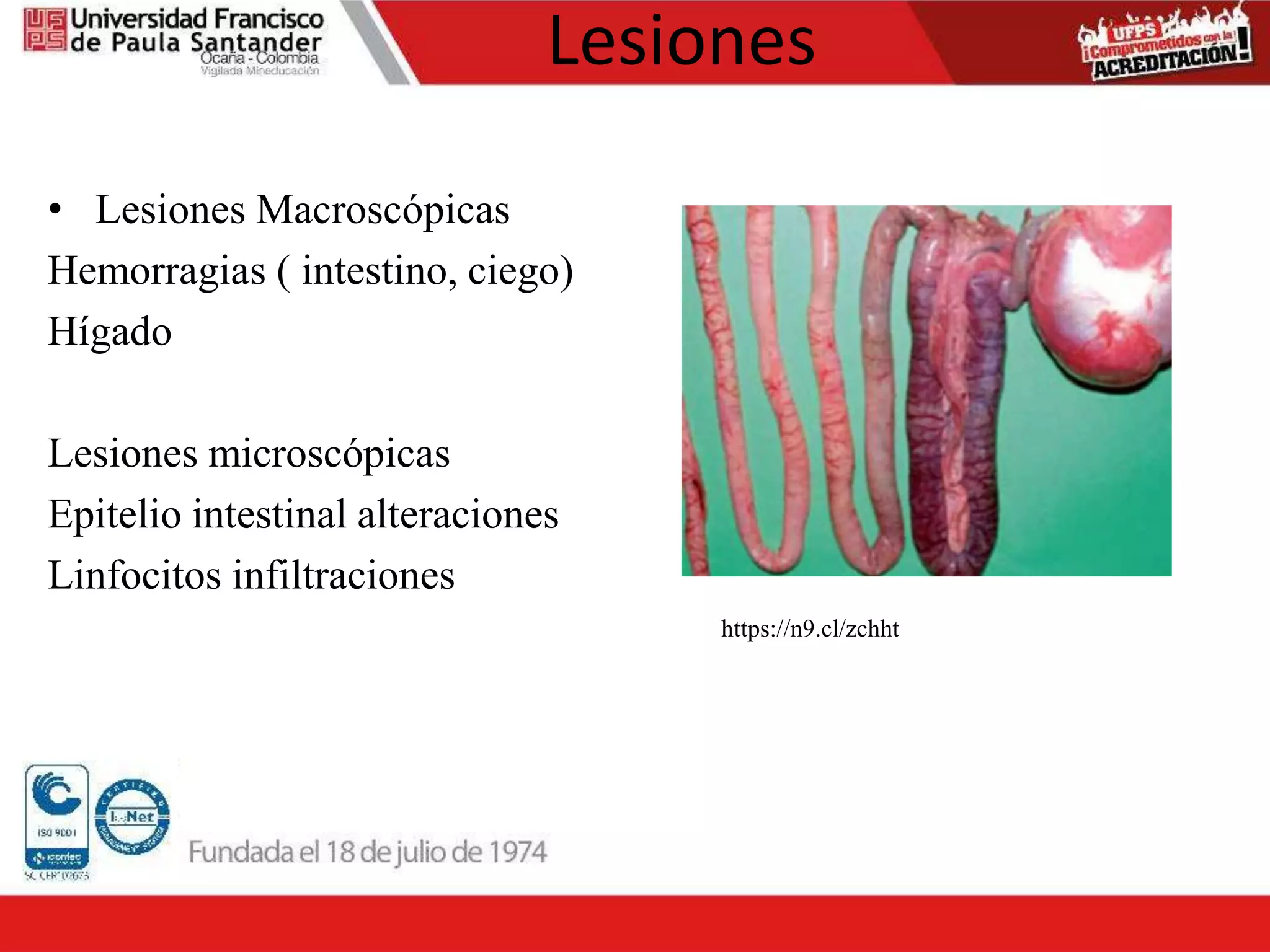 Enteritis ulcerativa en aves | PPT