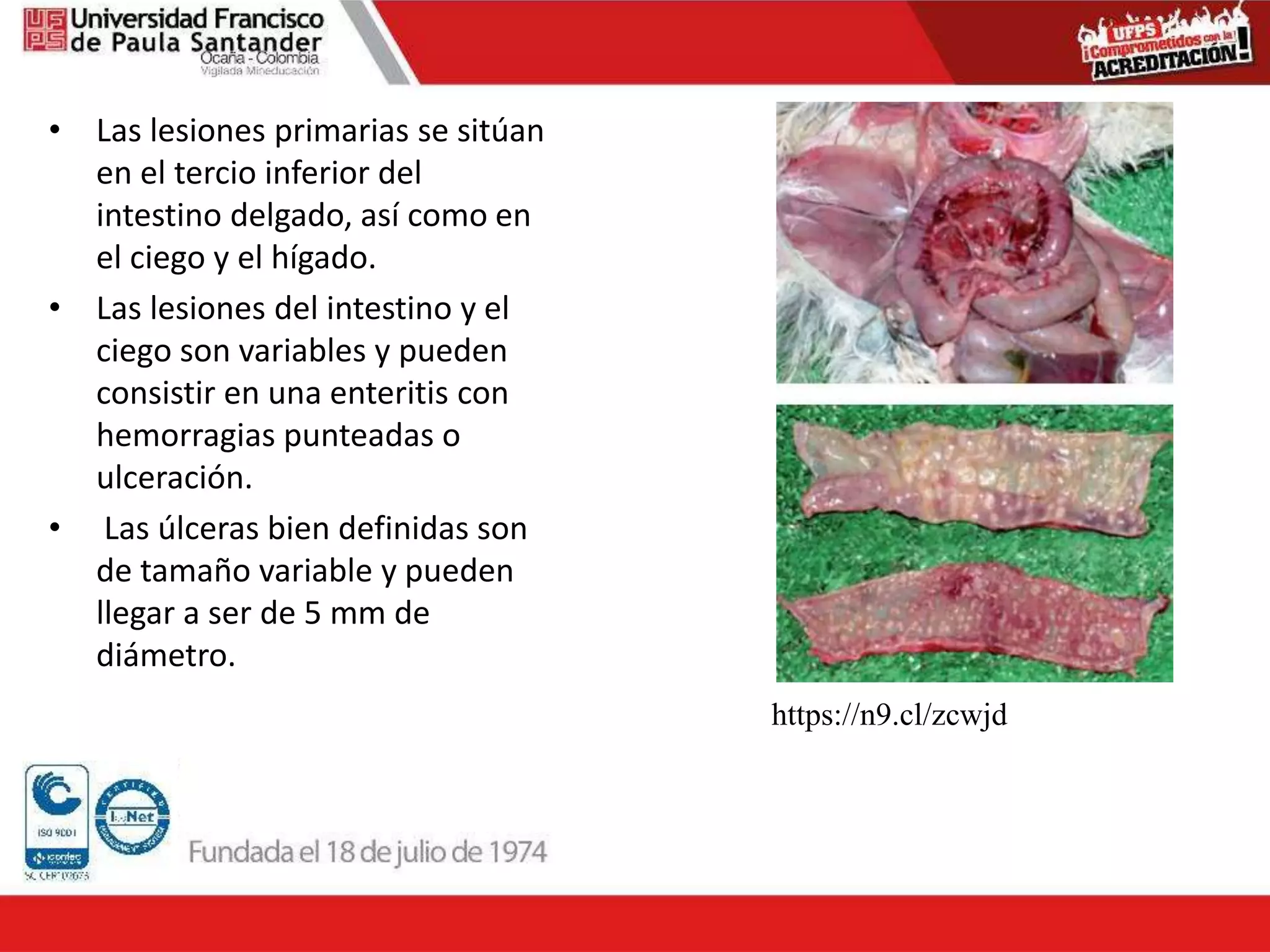 Enteritis ulcerativa en aves | PPT