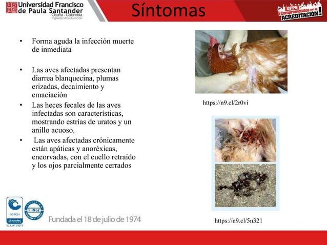 Enteritis ulcerativa en aves | PPT