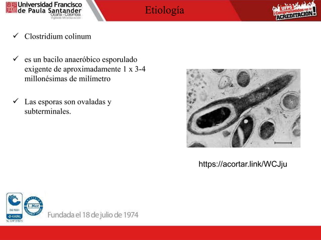 Enteritis ulcerativa en aves | PPT
