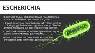 Entero bacteriaceae | PPTX