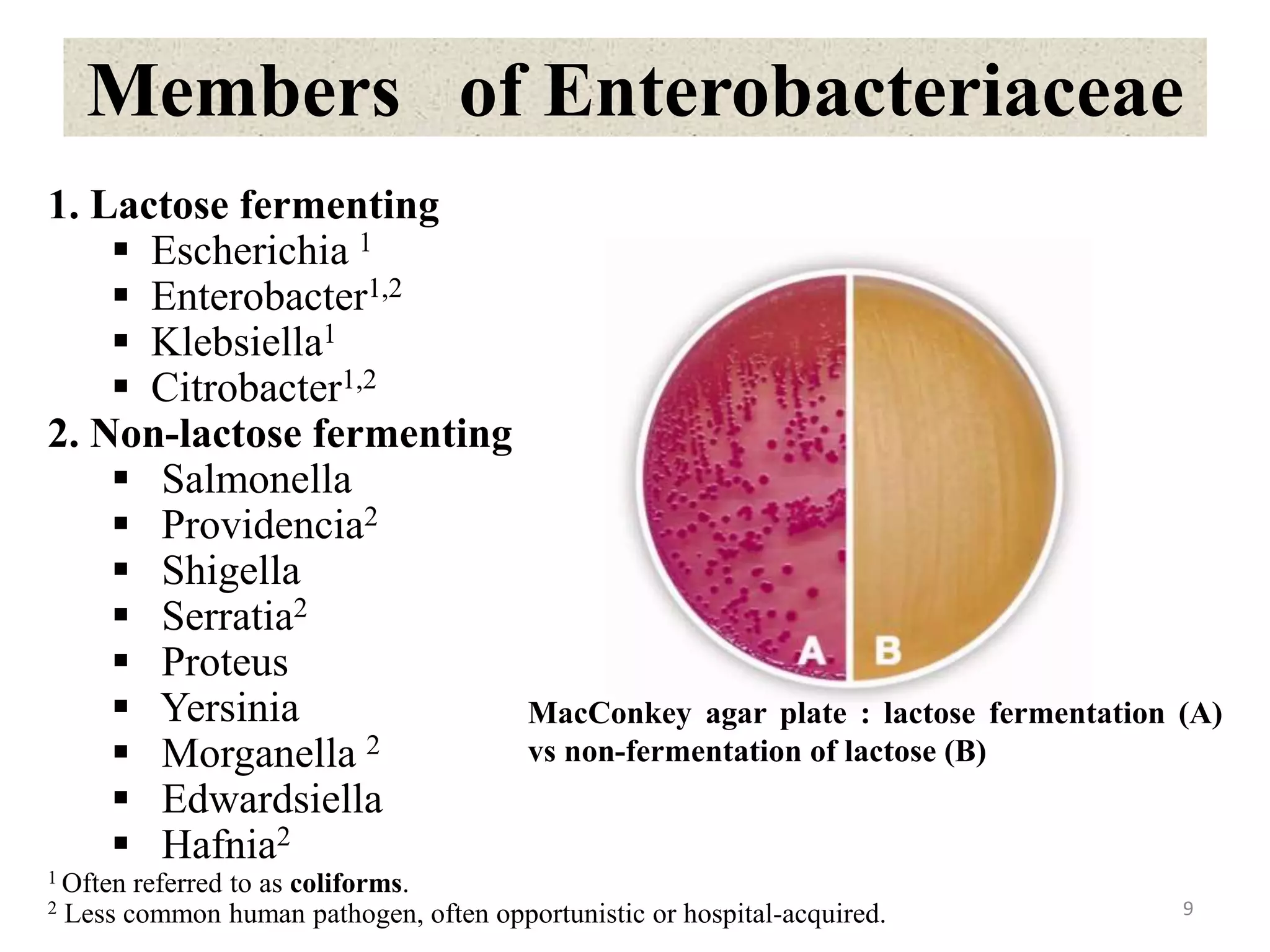 Enterobactaraecae.pptx