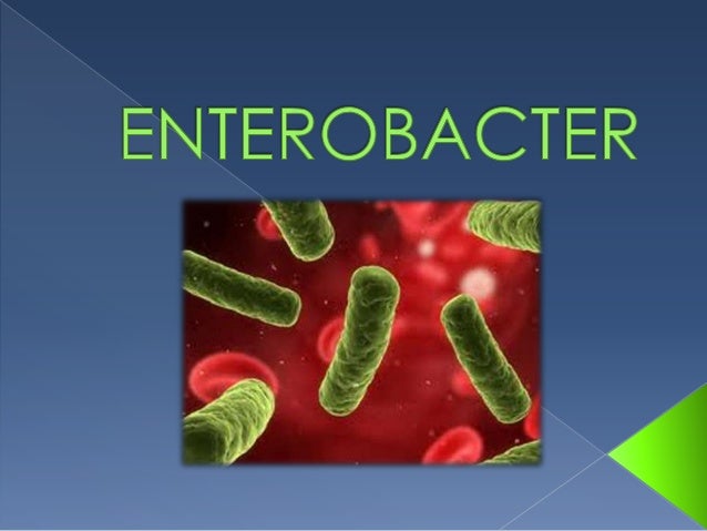 Enterobacter Aerogenes 1000x