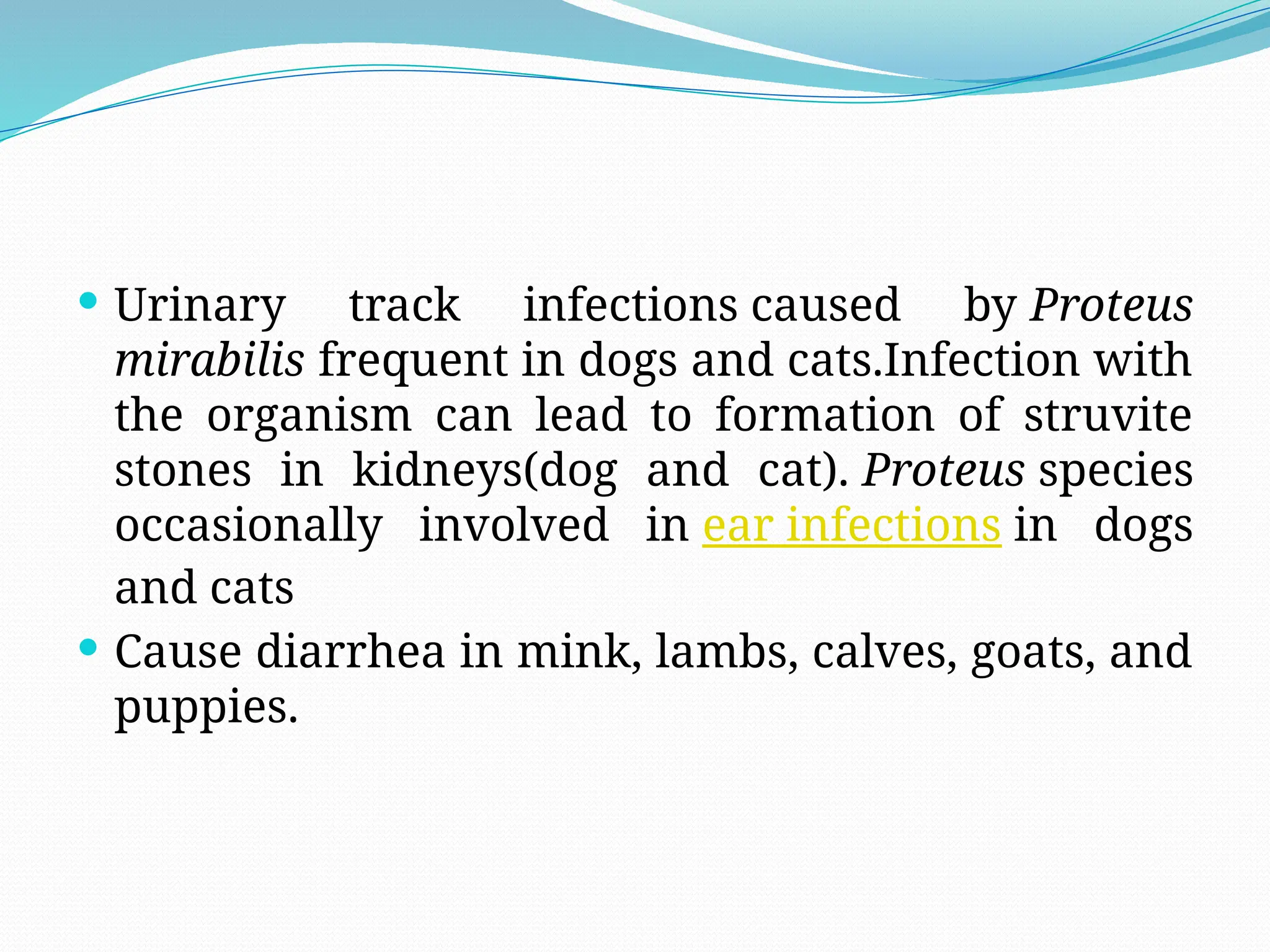 ENTEROBACTER AND PROTEOUS bacterial.pptx