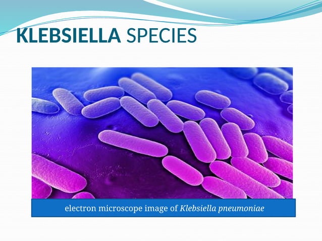 ENTEROBACTER AND PROTEOUS bacterial.pptx