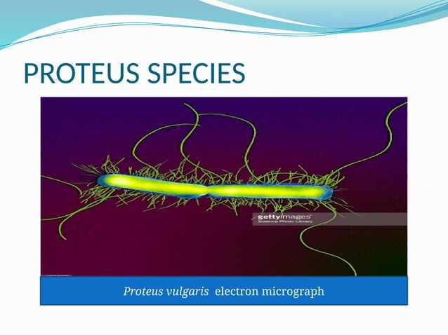 ENTEROBACTER AND PROTEOUS bacterial.pptx