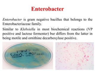 Enterobacter, hafnia & serratia (1) | PPTX