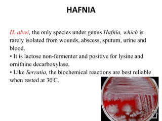 Enterobacter, hafnia & serratia (1) | PPTX