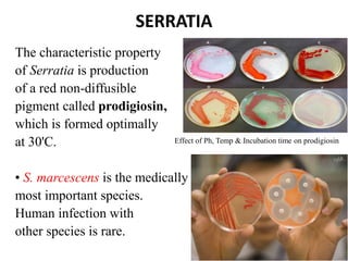 Enterobacter, hafnia & serratia (1) | PPTX