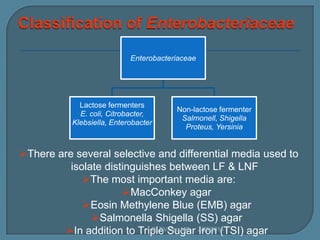 Enterobacteriaceae 120413233647-phpapp02 | PPSX