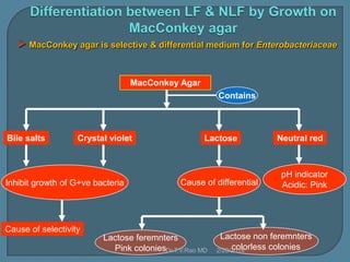 Enterobacteriaceae 120413233647-phpapp02 | PPSX