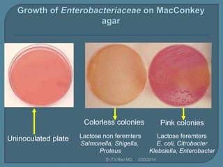 Enterobacteriaceae 120413233647-phpapp02 | PPSX