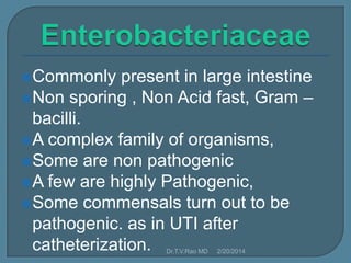 Enterobacteriaceae 120413233647-phpapp02 | PPSX