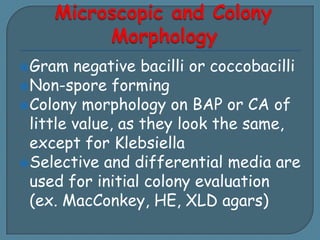 Enterobacteriaceae 120413233647-phpapp02 | PPSX
