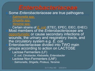 Enterobacteriaceae 120413233647-phpapp02 | PPT