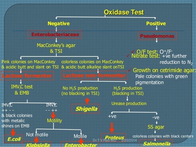 Enterobacteriaceae 120413233647-phpapp02