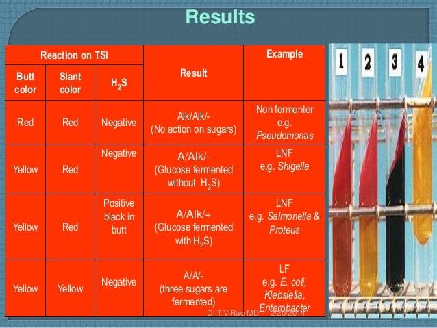 Enterobacteriaceae 120413233647-phpapp02