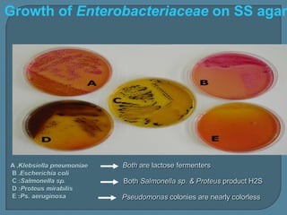 Enterobacteriaceae 120413233647-phpapp02 | PPSX