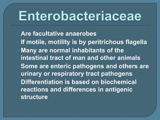 Enterobacteriaceae 120413233647-phpapp02 | PPSX