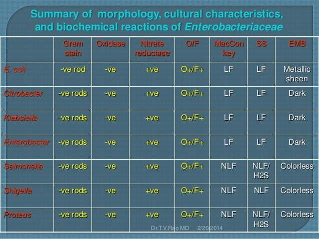 Enterobacteriaceae 120413233647-phpapp02
