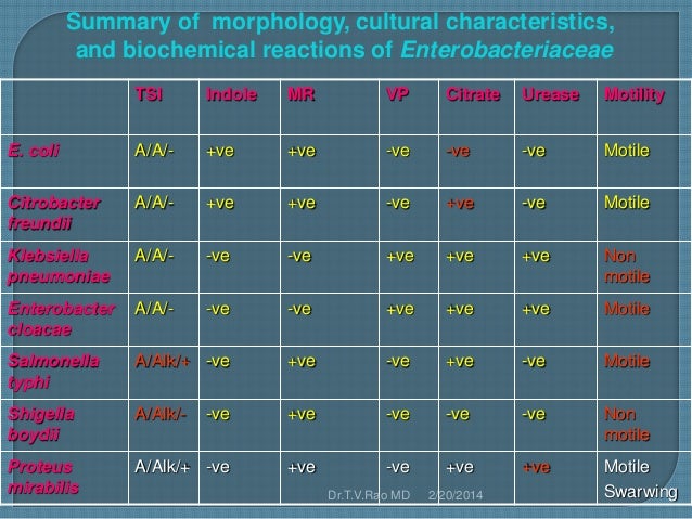 Enterobacteriaceae 120413233647-phpapp02