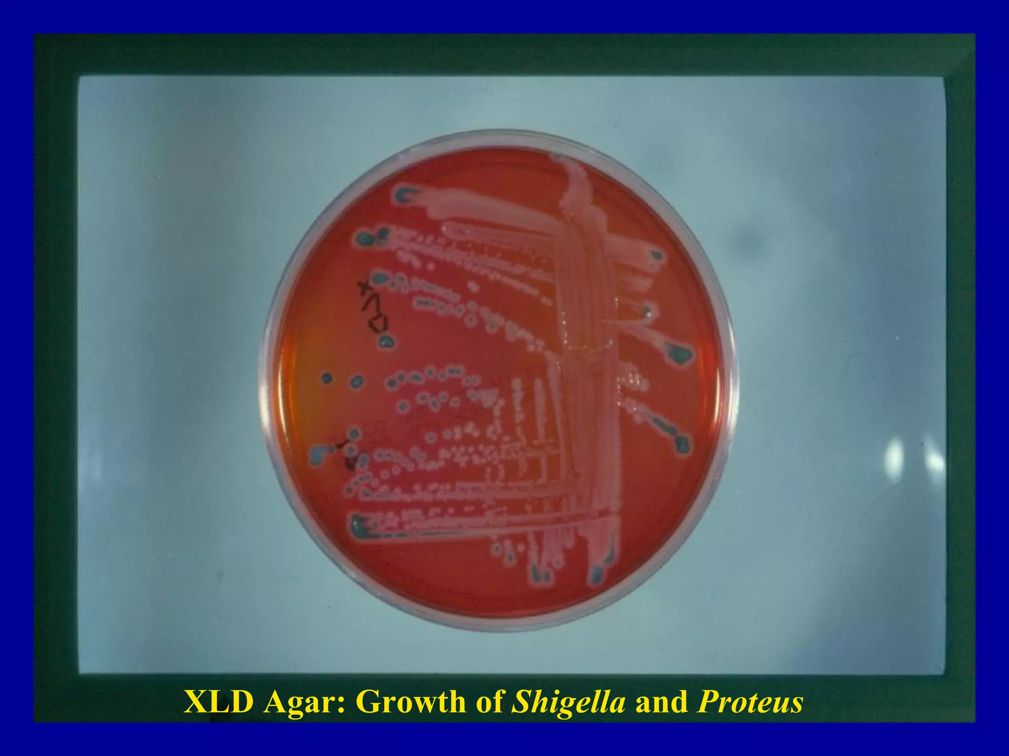 Enterobacteriaceae | PPT