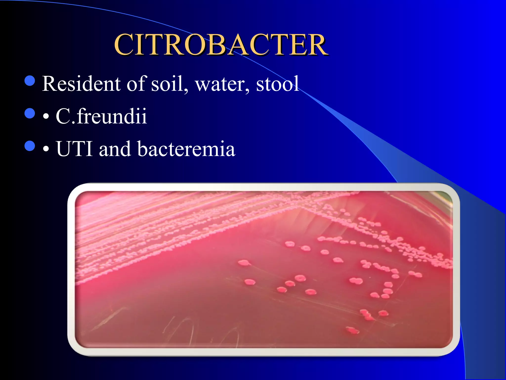 Enterobacteriaceae | PPT