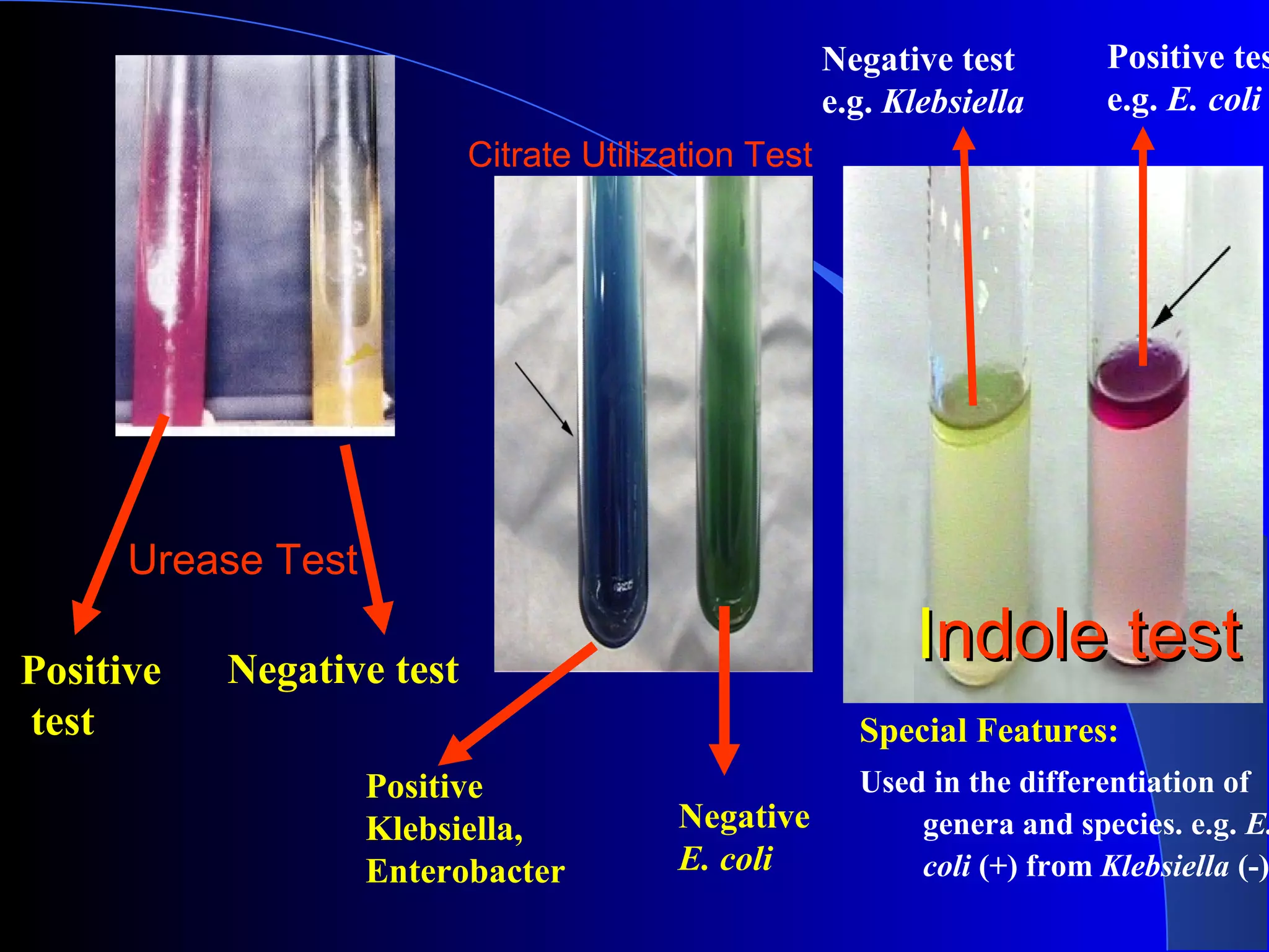 Enterobacteriaceae | PPT