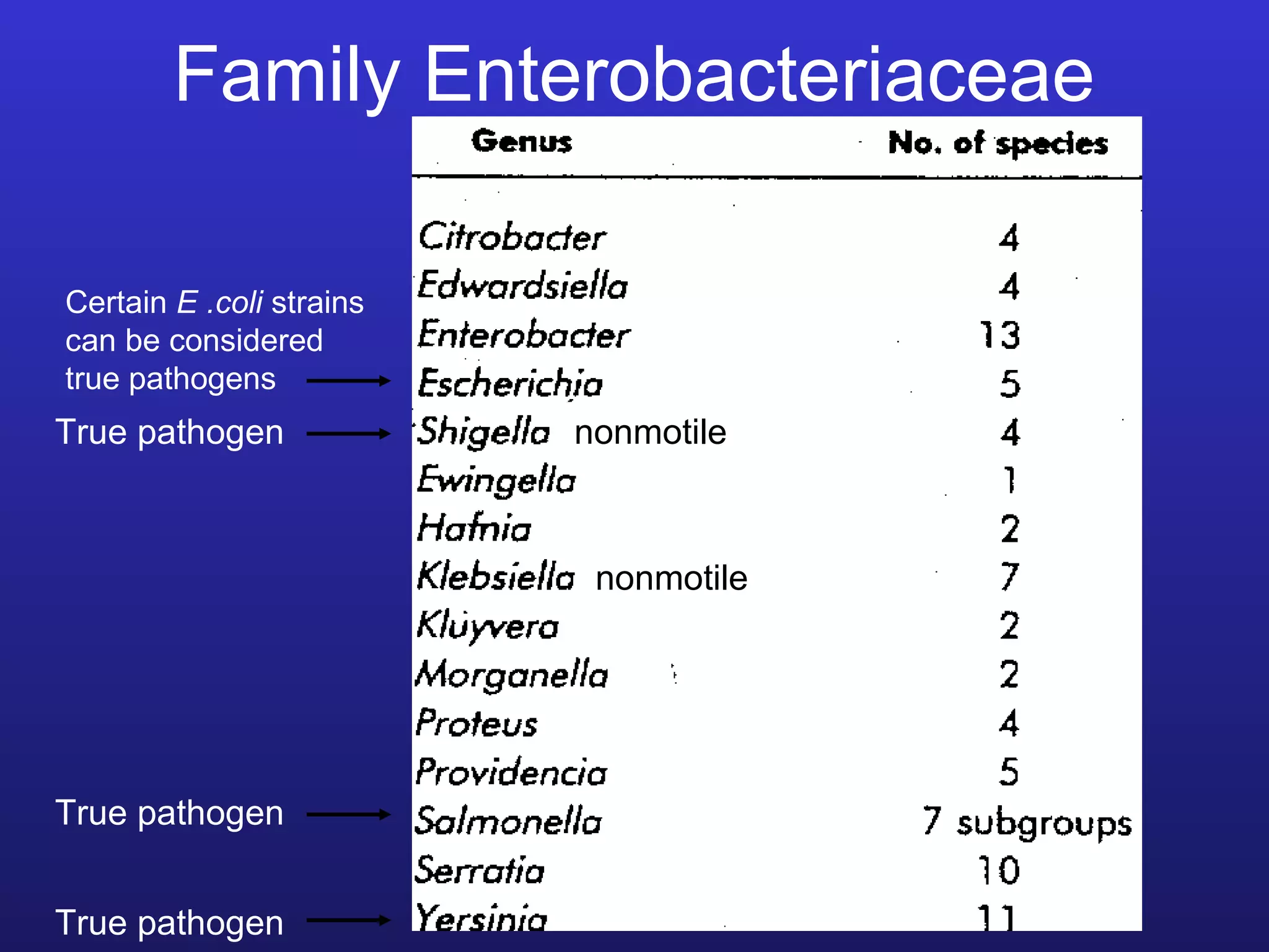Enterobacteriaceae | PPT