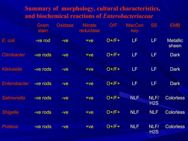 Enterobacteriaceae | PPT | Digestive Disorders | Diseases and Conditions