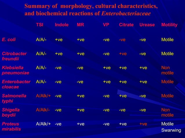 Enterobacteriaceae | PPT | Digestive Disorders | Diseases and Conditions