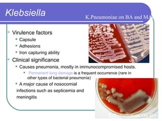 Enterobacter Aerogenes Morphology
