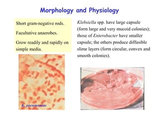 Enterobacter Aerogenes Morphology