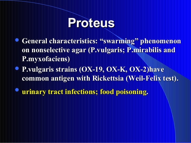 Morphology Culture Characteristics Of Proteus Vulgaris