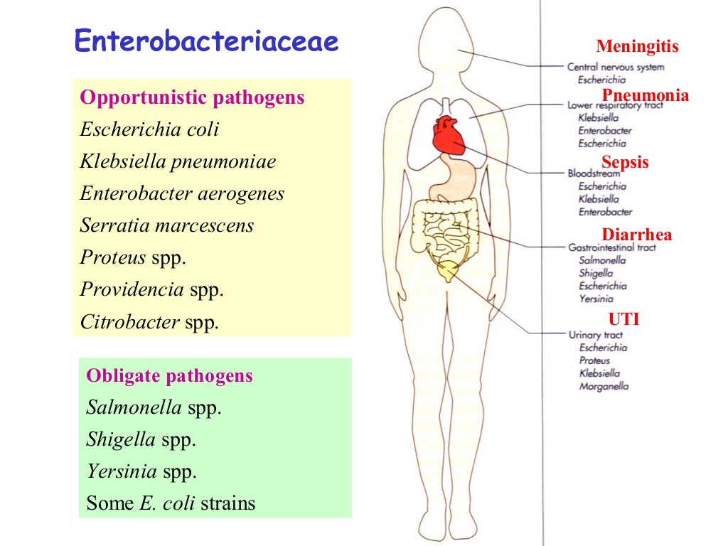 Enterobacteriaceae