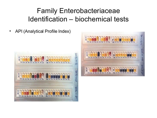 Enterobacteriaceae