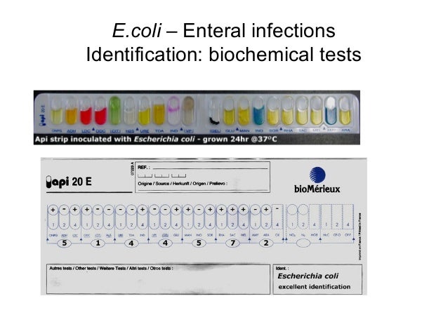 Enterobacteriaceae