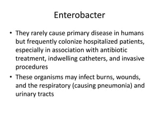 Enterobacteriaceae | PPTX