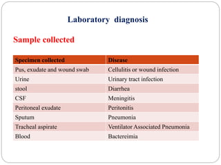 Enterobacteriaceae | PPTX