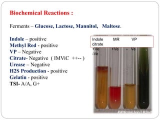 Enterobacteriaceae | PPTX